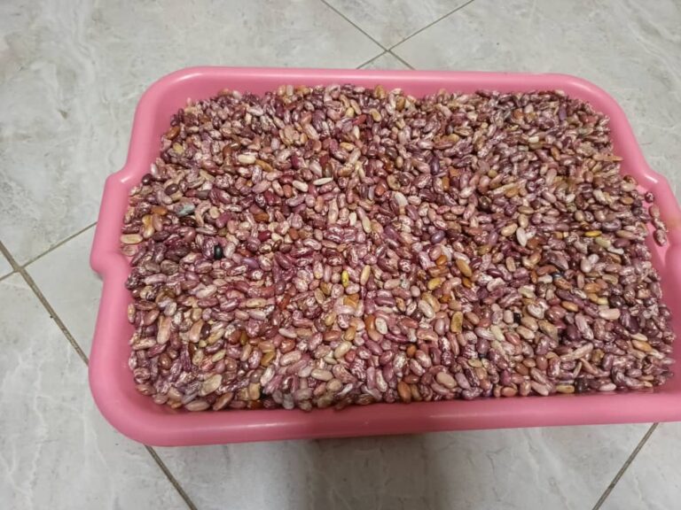 UGANDA, BEANS, BEANS AND MORE BEANS! – Reaching